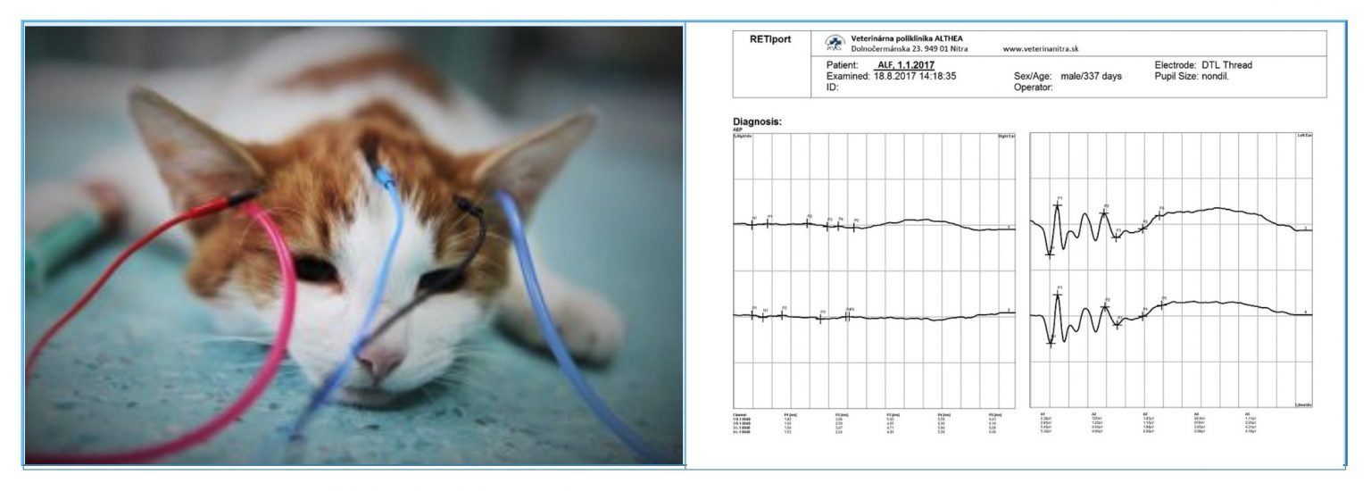 BAER test - Veterinárna poliklinika ALTHEA - Nitra Čermáň